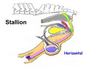 Stallion Male Reproductive System