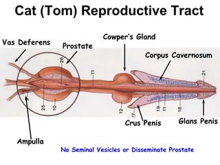 Cat Reproductive System