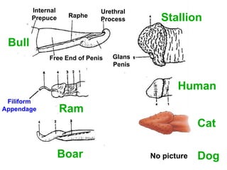Comparative Anatomy of Male Reproductive System | PPT
