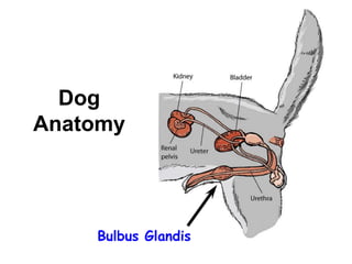 Male Dog Anatomy Bulbus Glandis Male Dog Anatomy Bulbus Glandis