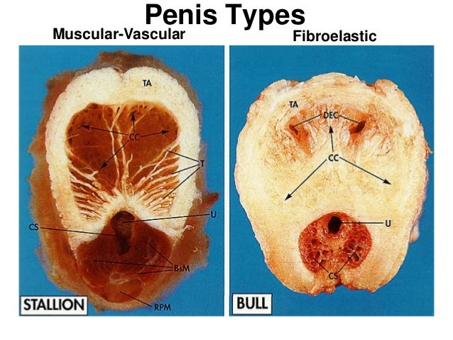 Comparative Anatomy of Male Reproductive System