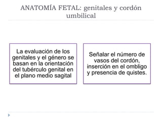 EMBARAZO PRIMER TRIMESTRE POR USG | PPTX