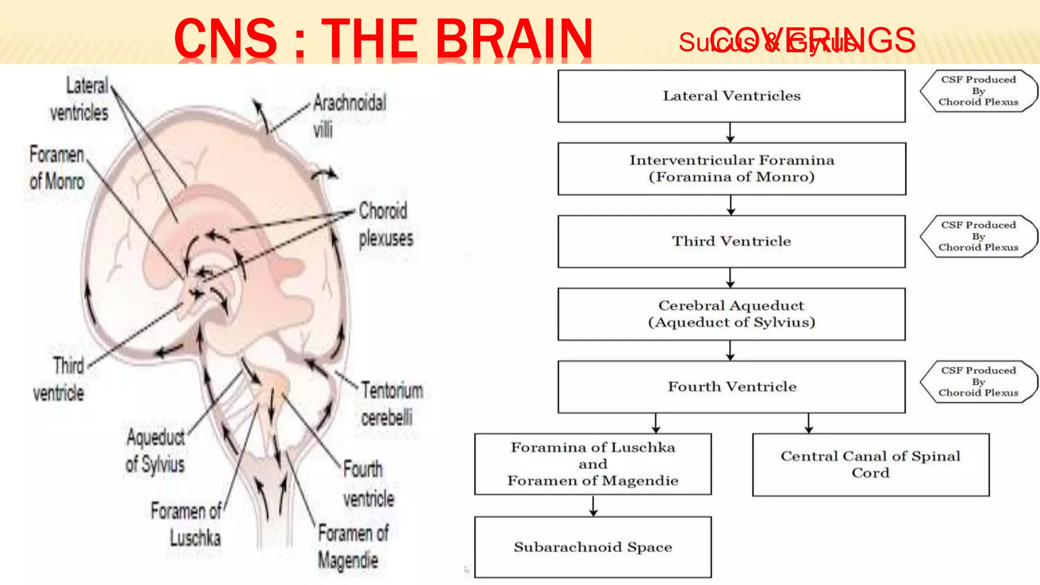 3. lecture 3. major levels of the cns | PPTX