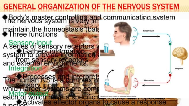 3. lecture 3. major levels of the cns | PPT
