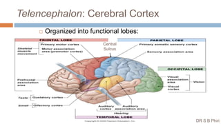 3. lecture 3. major levels of the cns | PPTX