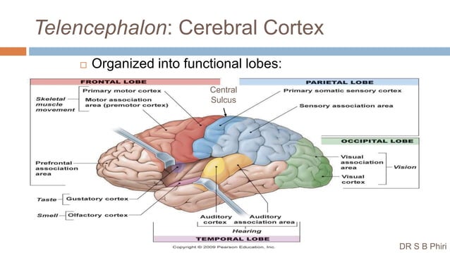 3. lecture 3. major levels of the cns | PPT