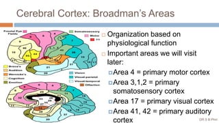 3. lecture 3. major levels of the cns | PPTX