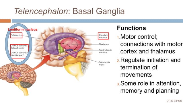 3. lecture 3. major levels of the cns | PPT