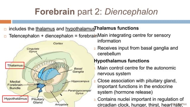 3. lecture 3. major levels of the cns | PPT