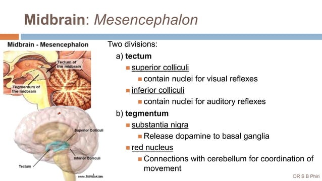 3. lecture 3. major levels of the cns | PPT
