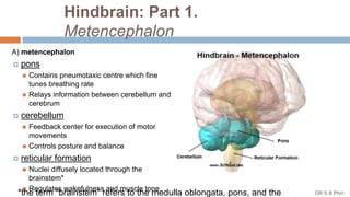 3. lecture 3. major levels of the cns | PPT