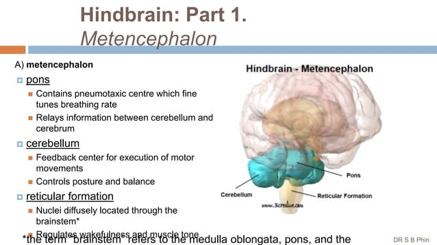 3. lecture 3. major levels of the cns | PPT