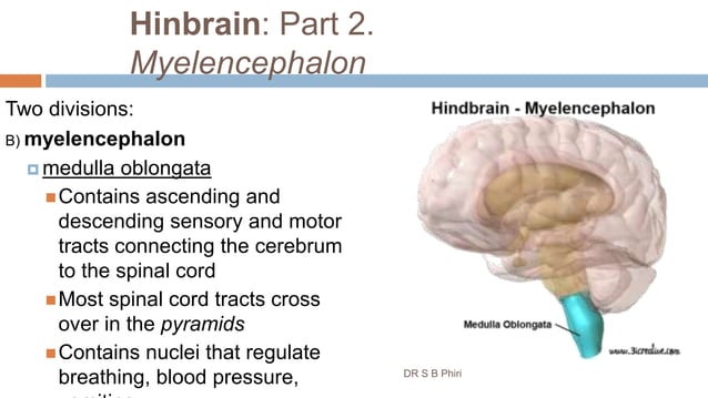 3. lecture 3. major levels of the cns | PPT