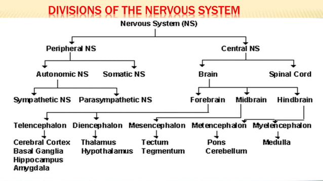 3. lecture 3. major levels of the cns | PPT