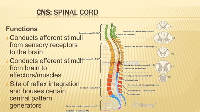 3. lecture 3. major levels of the cns | PPT