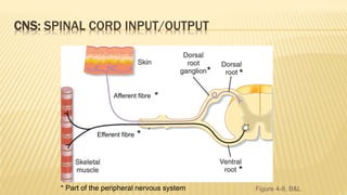 3. lecture 3. major levels of the cns | PPT