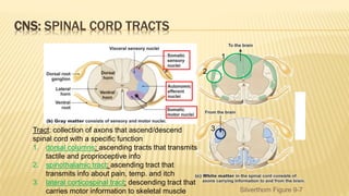 3. lecture 3. major levels of the cns | PPT