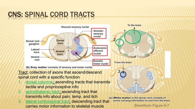 3. lecture 3. major levels of the cns | PPT