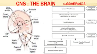 3. lecture 3. major levels of the cns | PPT