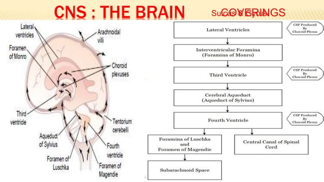3. lecture 3. major levels of the cns | PPT