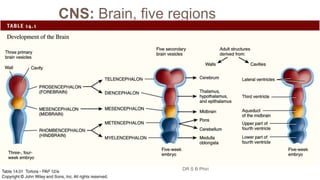 3. lecture 3. major levels of the cns | PPT