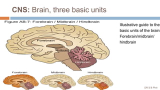 3. lecture 3. major levels of the cns | PPT