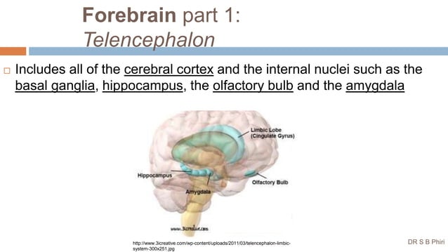 3. lecture 3. major levels of the cns | PPT