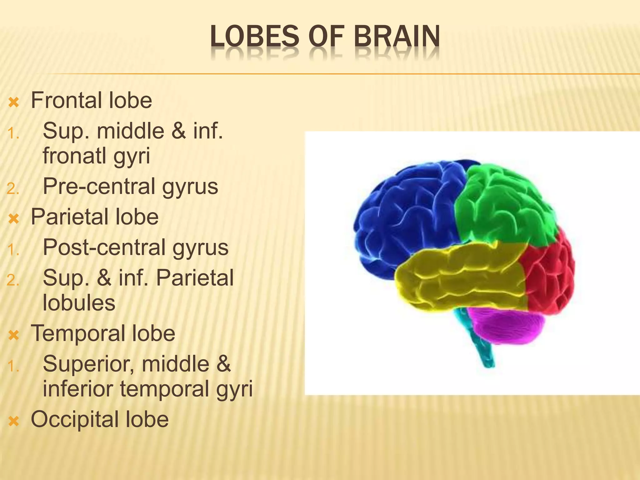 General arrangement & development of brain | PPTX