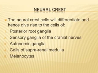 General arrangement & development of brain | PPTX