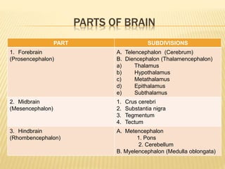 General arrangement & development of brain | PPTX