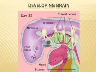General arrangement & development of brain | PPTX