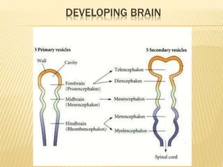 General arrangement & development of brain | PPTX