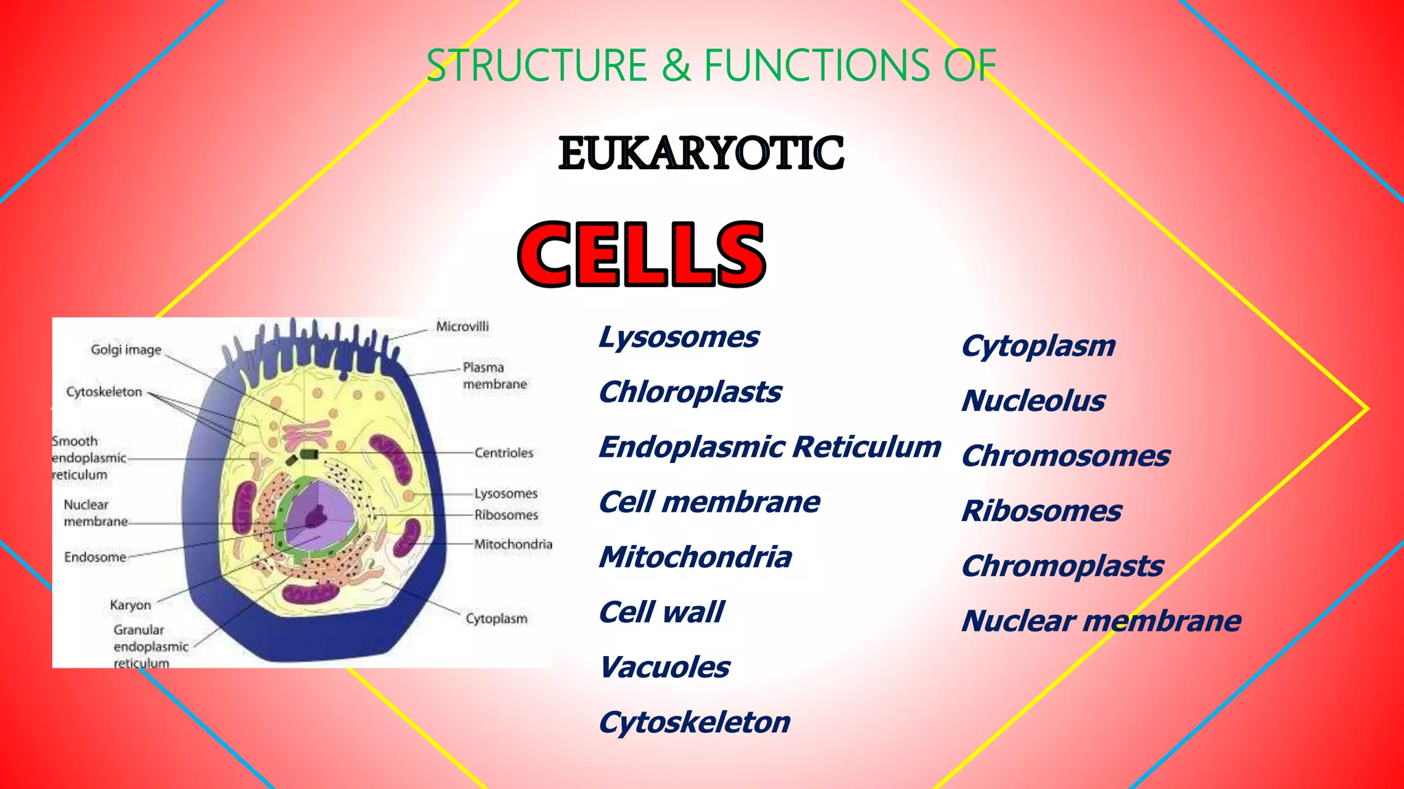 3. prokaryotic vs eukaryotic cells | PPTX
