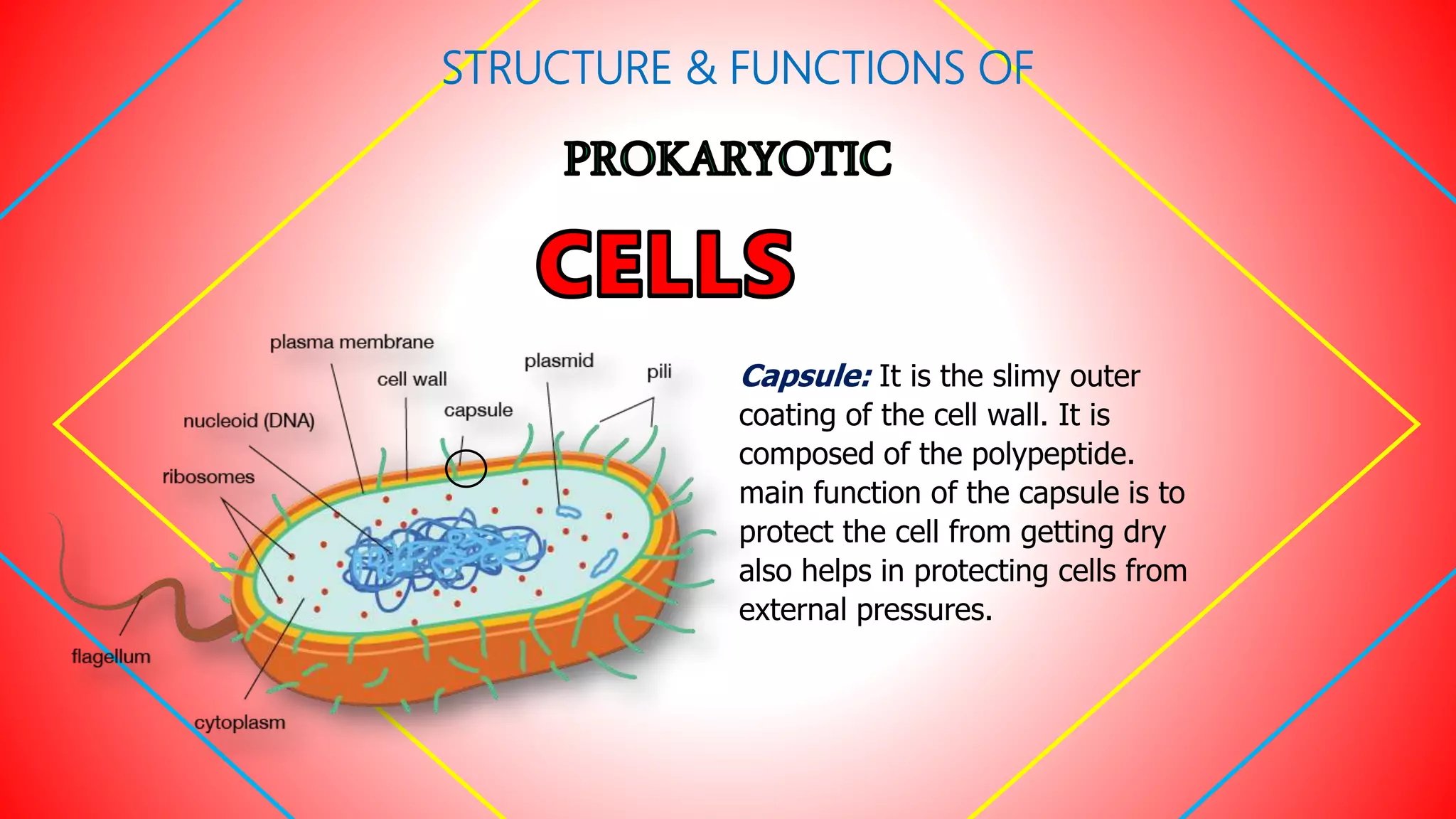 3. prokaryotic vs eukaryotic cells | PPTX