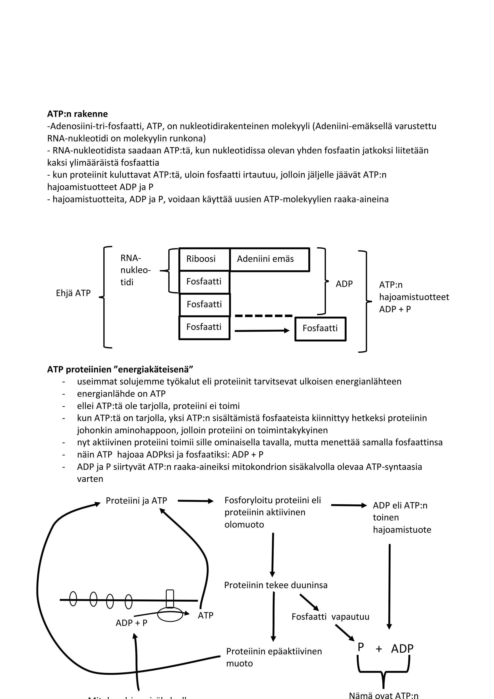 Alkuaineiden biologiset kierrot | PDF