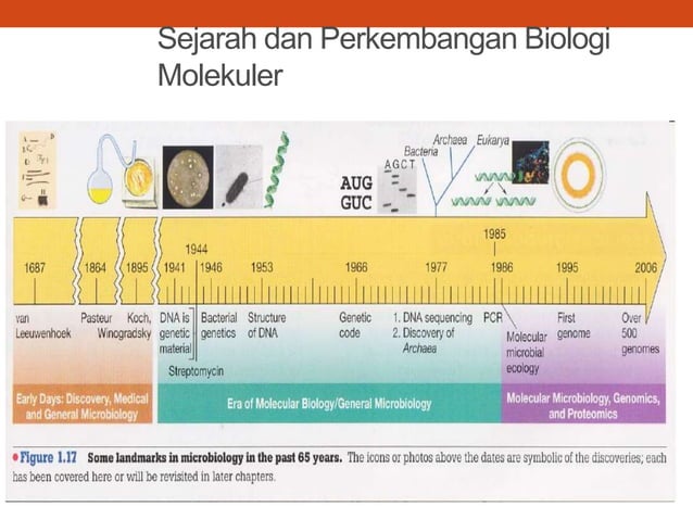 3. biologi molekuler (rpl) | PPTX