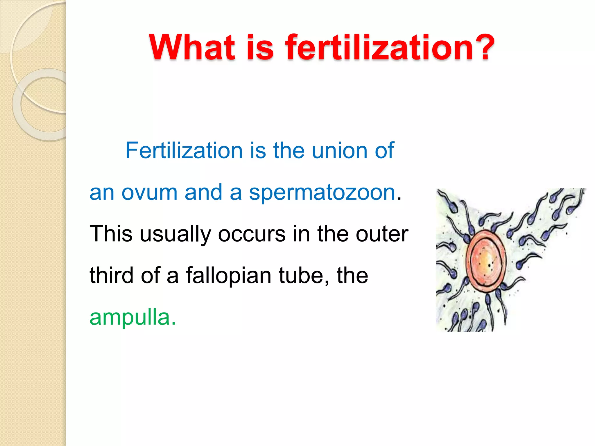 Fertilisation | PPTX