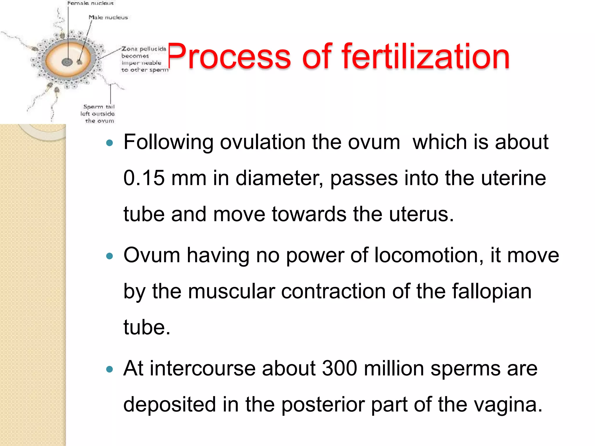 Fertilisation | PPTX