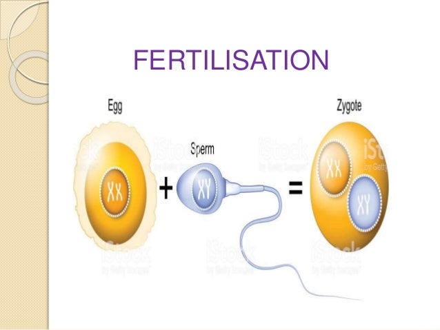 Fertilisation