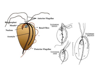 3. trichomonas | PPTX