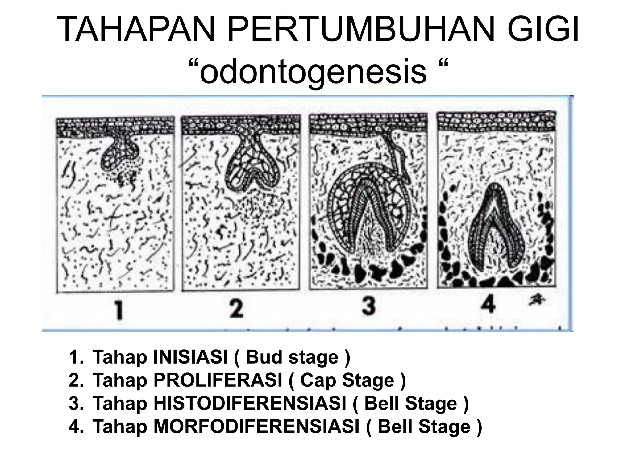 3.pertumbuhan gigi2 | PPT