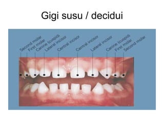 3.pertumbuhan gigi2 | PPT