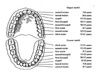 3.pertumbuhan gigi2 | PPT