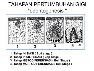 3.pertumbuhan gigi2 | PPT