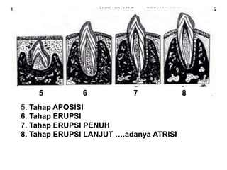 3.pertumbuhan gigi2 | PPT