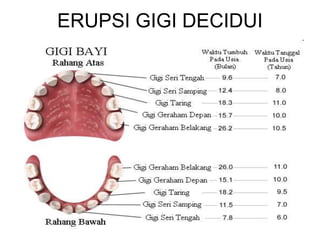 3.pertumbuhan gigi2 | PPT