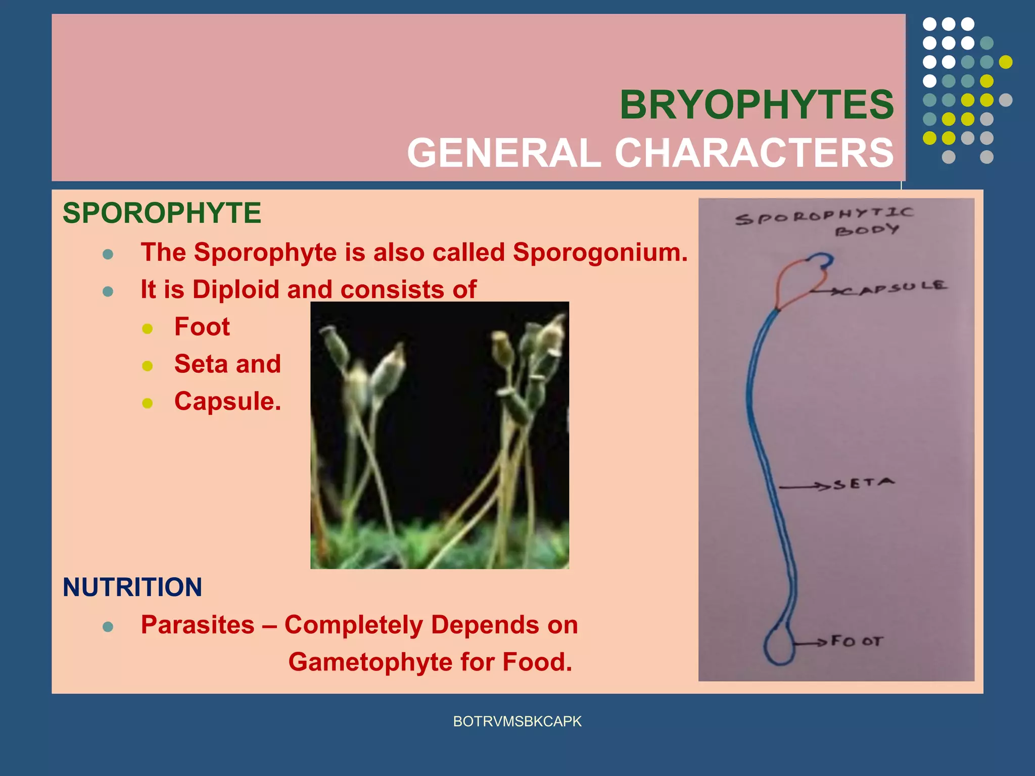 3 1 bryophytes -general characters | PDF