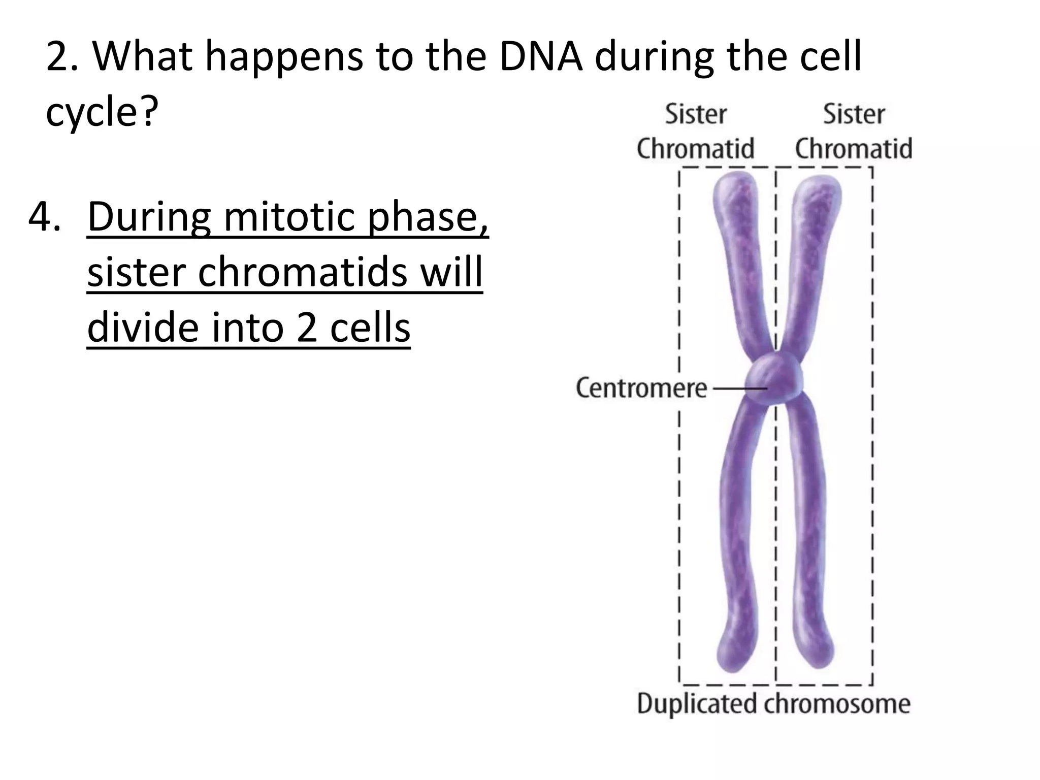 Ch. 3.1 Cell Cycle Overview | PPTX