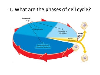3 1 cell cycle overview (k) | PPTX