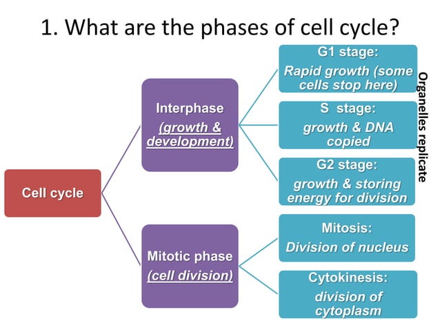 3 1 cell cycle overview (k) | PPTX